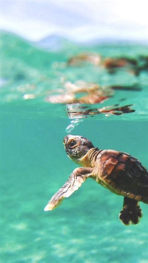 Baby Sea Turtle Wallpapers Top Free Baby Sea Turtle Backgrounds