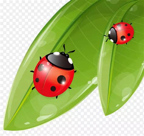 Png Png