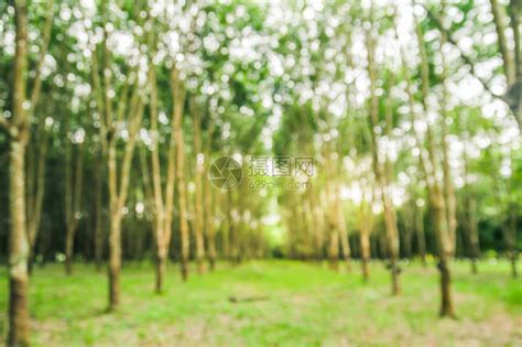 天然绿色森林散景抽象背景插画图片下载 正版图片504300850 摄图网