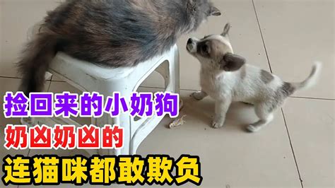 捡回来的小奶狗奶凶奶凶的连猫咪都敢欺负 YouTube