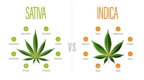How To Tell The Difference Between Indica Sativa The Lodge Cannabis
