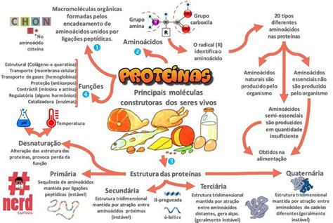 Introdução A Bioquimica Mapa Mental MAPA META