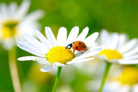 Comment Attirer Les Coccinelles Dans Votre Jardin Et Les Garder M Me En
