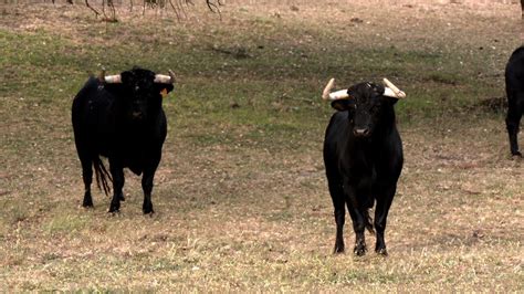 Toros De El Capea Para Morante Emilio De Justo Y Diosleguarde Guijuelo