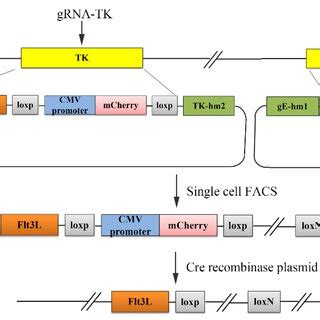 Schematic Diagram Of The Recombinant Pseudorabies Virus PRV
