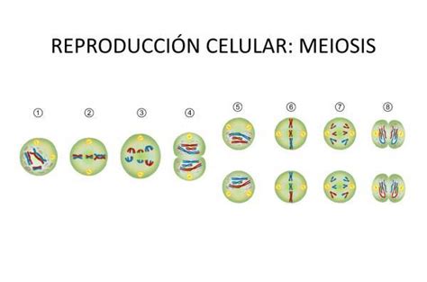Fases de la MEIOSIS y características RESUMEN con esquema vídeos