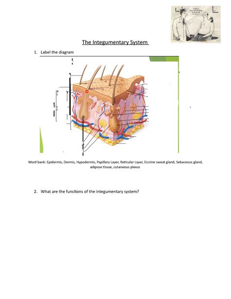 Integumentary System Worksheet The Integumentary System Label The