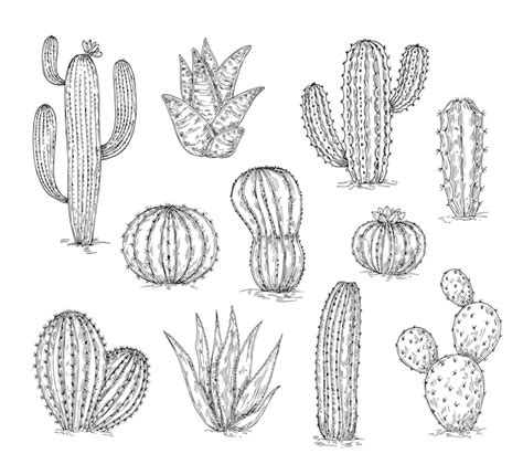 Sketch cactus collection Cactus dibujo tinta suculenta diseño botánico