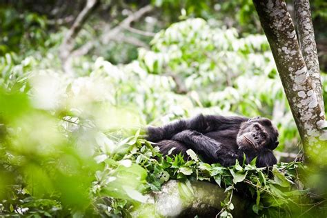 6 Days Rwanda Primate Safari East To West Safaris