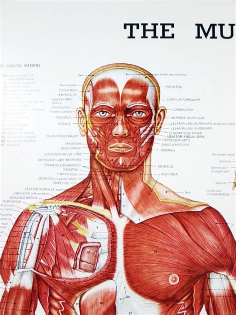 Vintage Human Anatomy Poster Muscular System 20 X Etsy