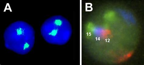 Visualization Of Chromosome Territories By Fluorescence In Situ