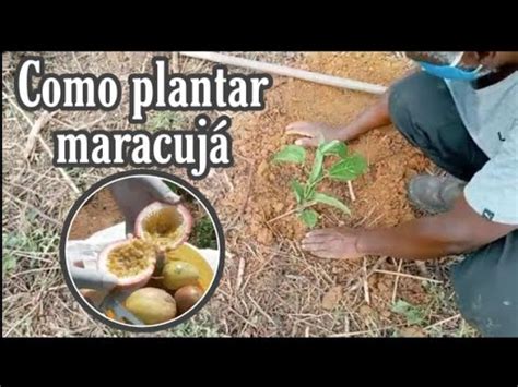 COMO PLANTAR MARACUJÁ YouTube