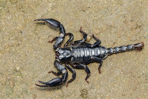 Imagen del escorpión emperador Pandinus imperator en el suelo