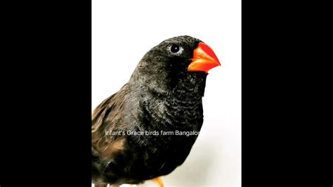 Eumo Black Cheek Zebra Finch Youtube