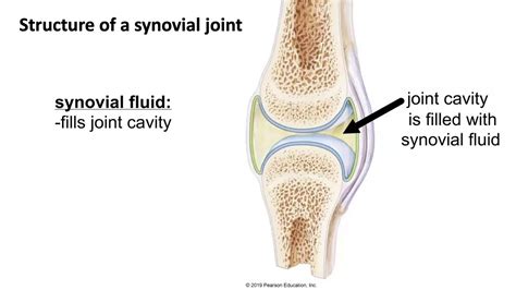 Structure Of A Typical Synovial Joint Labeled