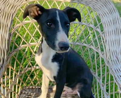 Es Gratis Adoptar Un Cachorro