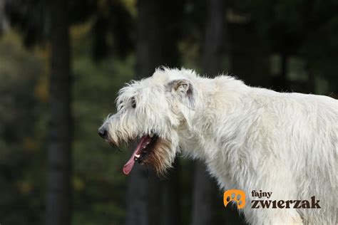Kaszel U Psa Przyczyny Objawy Rozpoznanie Leczenie