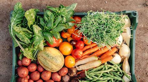 Comment Faire Pousser Ses Légumes Tous Les Secrets De Jardinier En 1