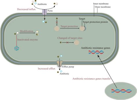 Frontiers A New Approach To Overcoming Antibiotic Resistant Bacteria