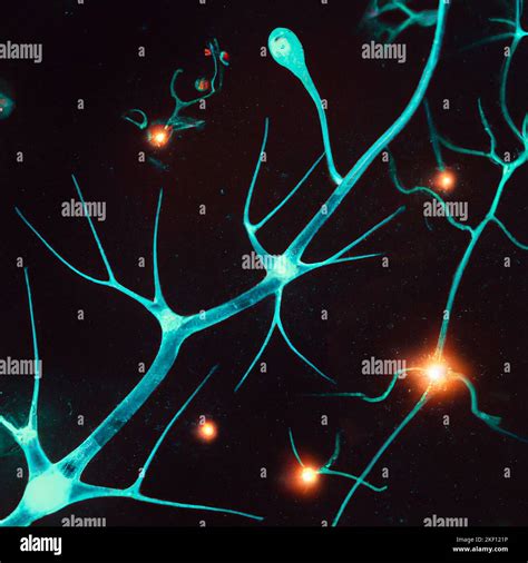 Vista microscópica de las sinapsis Conexiones cerebrales Neuronas y
