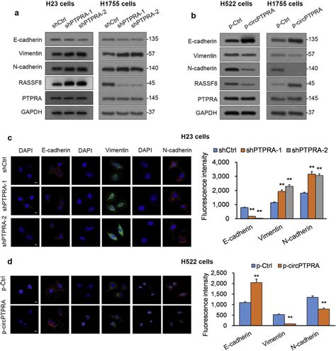 CircPTPRA Suppresses EMT In NSCLC Cell Lines A And B WB Analysis Of