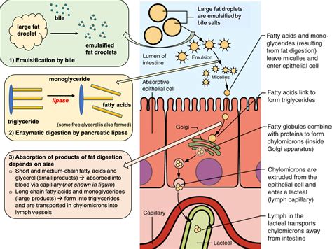 Where Does Emulsification Occur In The Digestive System Retreatmoms