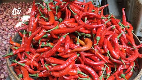 Dampak Kemarau Panjang Harga Cabai Tembus Rp Per Kilogram
