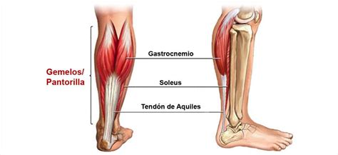 La Pierna Estructura Y Funciones Pmedic