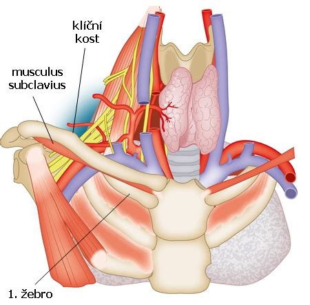 Musculus subclavius Medicína nemoci studium na 1 LF UK