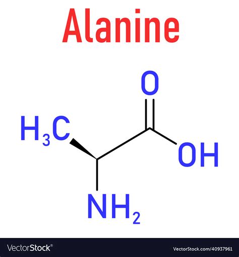 Alanine Amino Acid Structure