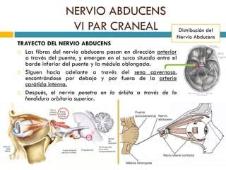 ANATOMÍA DEL VI PAR CRANEAL NERVIO ABDUCENS PPT