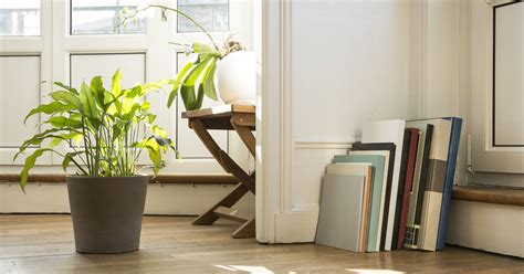 Las plantas que debes tener en casa según el Feng Shui