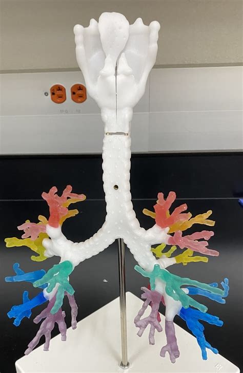 Lung Anatomy Diagram Quizlet