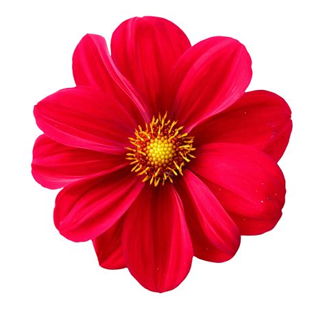 Flower Png Transparent Flower Png Images Pluspng