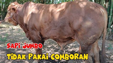 Sapi Limousine Jumbo Tidak Pernah Di Combor Sampai Sejumbo Ini Youtube