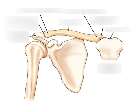 Clavicle Diagram Quizlet
