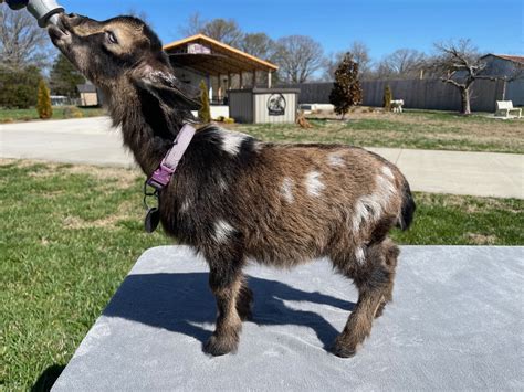 Full Grown Miniature Goats Lupon Gov Ph