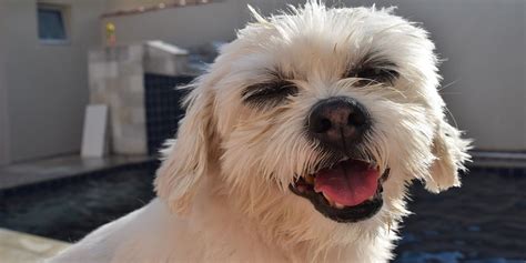 Sangue Nelle Feci Del Cane Quando Preoccuparsi Greenstyle