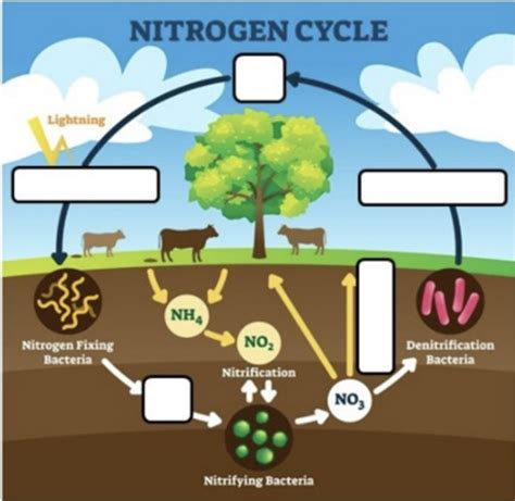 Nitrogen Cycle Diagram Diagram Quizlet