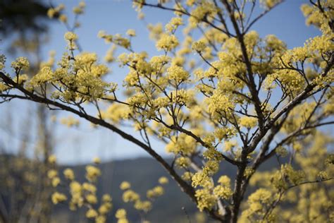 Free Images Tree Nature Branch Blossom Sunlight Leaf Flower