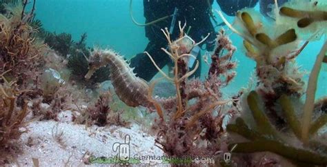Nueva Especie De Caballito De Mar Cuentamealgobueno