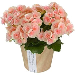 16 Indoor Flowering Plants For 2023 Top Houseplant