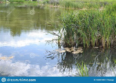 F Rias De Ver O No Campo Imagem De Stock Imagem De Grama 152061485