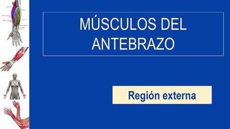 Músculos del Antebrazo Lucero Bautista uDocz