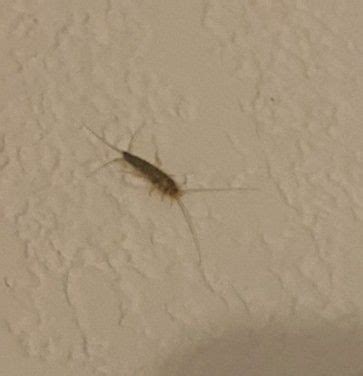 Insects
