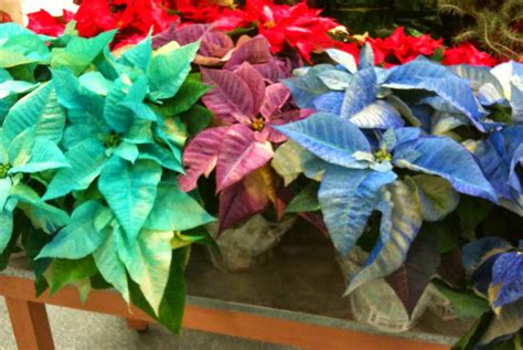 Sabias Que Regalar Una Flor De Pascua Trae Suerte