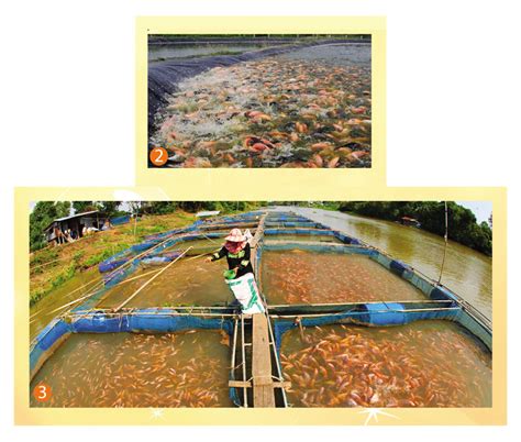 Kaedah Penternakan Tilapia Ke Arah Pengeluaran Hasil Lumayan Info