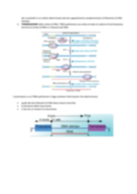 SOLUTION Gene E Trascrizione Procarioti Ed Eucarioti Studypool