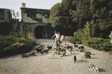 Des gens ont fait passer des chats par dessus la clôture de Jacques