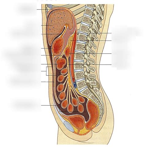 GI 2 8 Diagram Quizlet